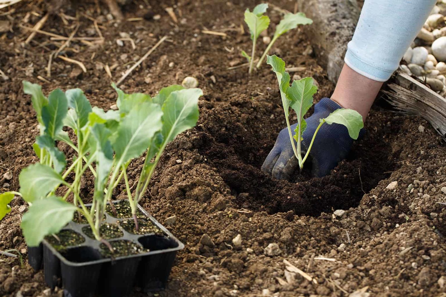 Cauliflower Seed Starting Tips -- Harvest to Table