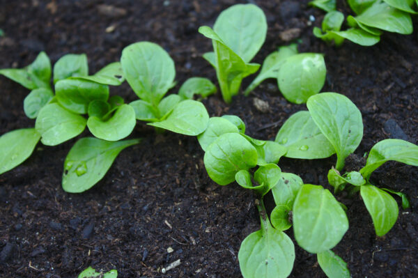How to Grow Corn Salad - Mache -- Harvest to Table