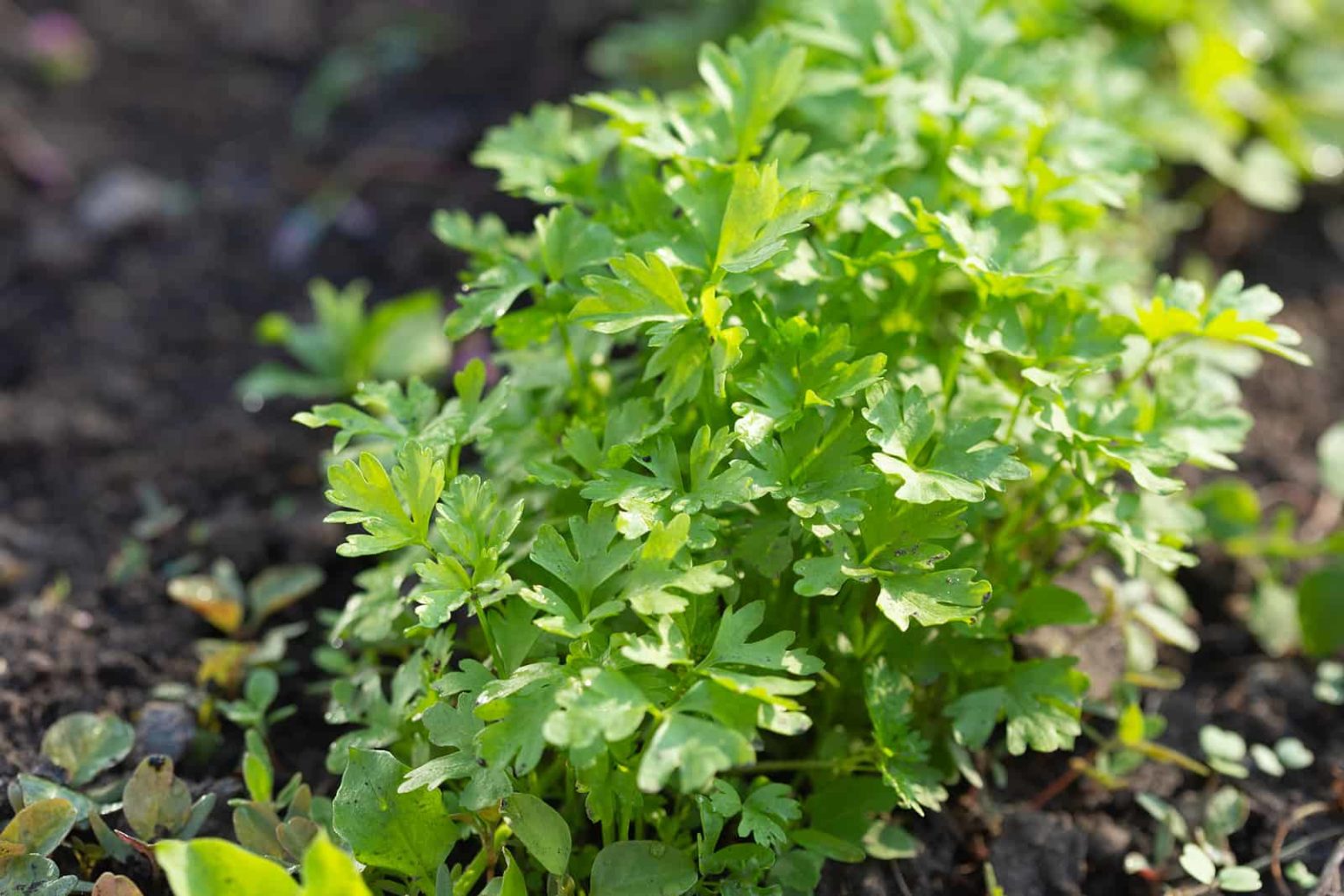 How to Plant, Grow, and Harvest Parsley - Harvest to Table