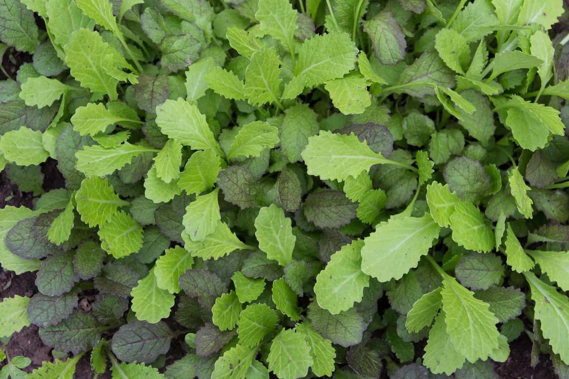 How to Plant, Grow, and Harvest Mustard Greens -Harvest to Table