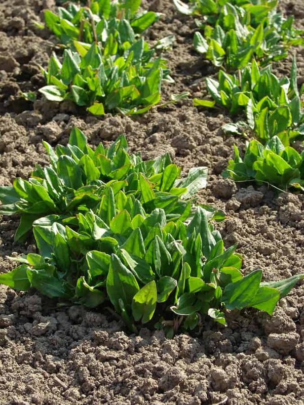 How to Plant, Grow, and Harvest Sorrel - Harvest to Table
