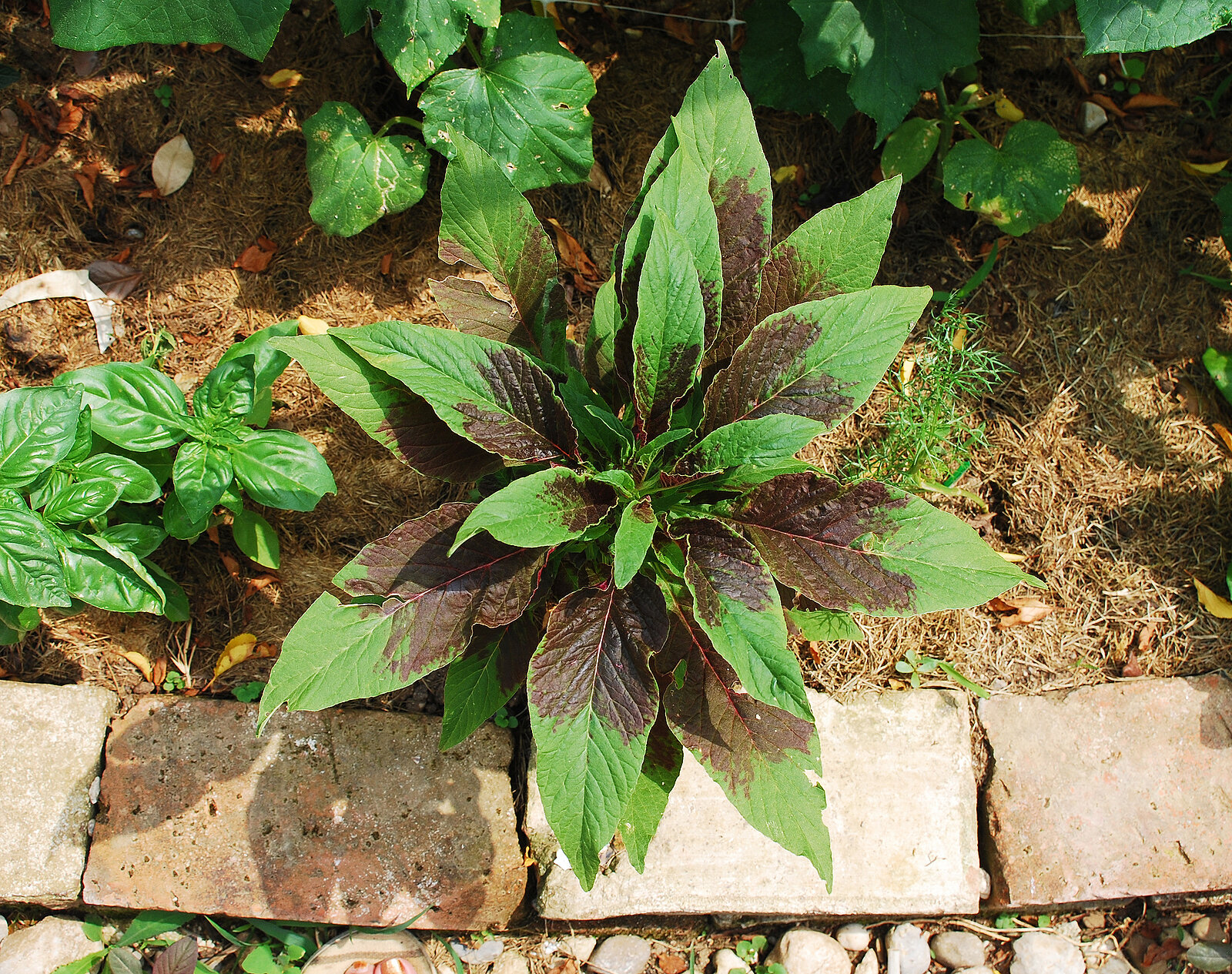 How to Grow Vegetable Amaranth - Tampala - Harvest to Table