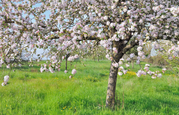 Growing Delicious Apples at Home: From Planting to Harvest