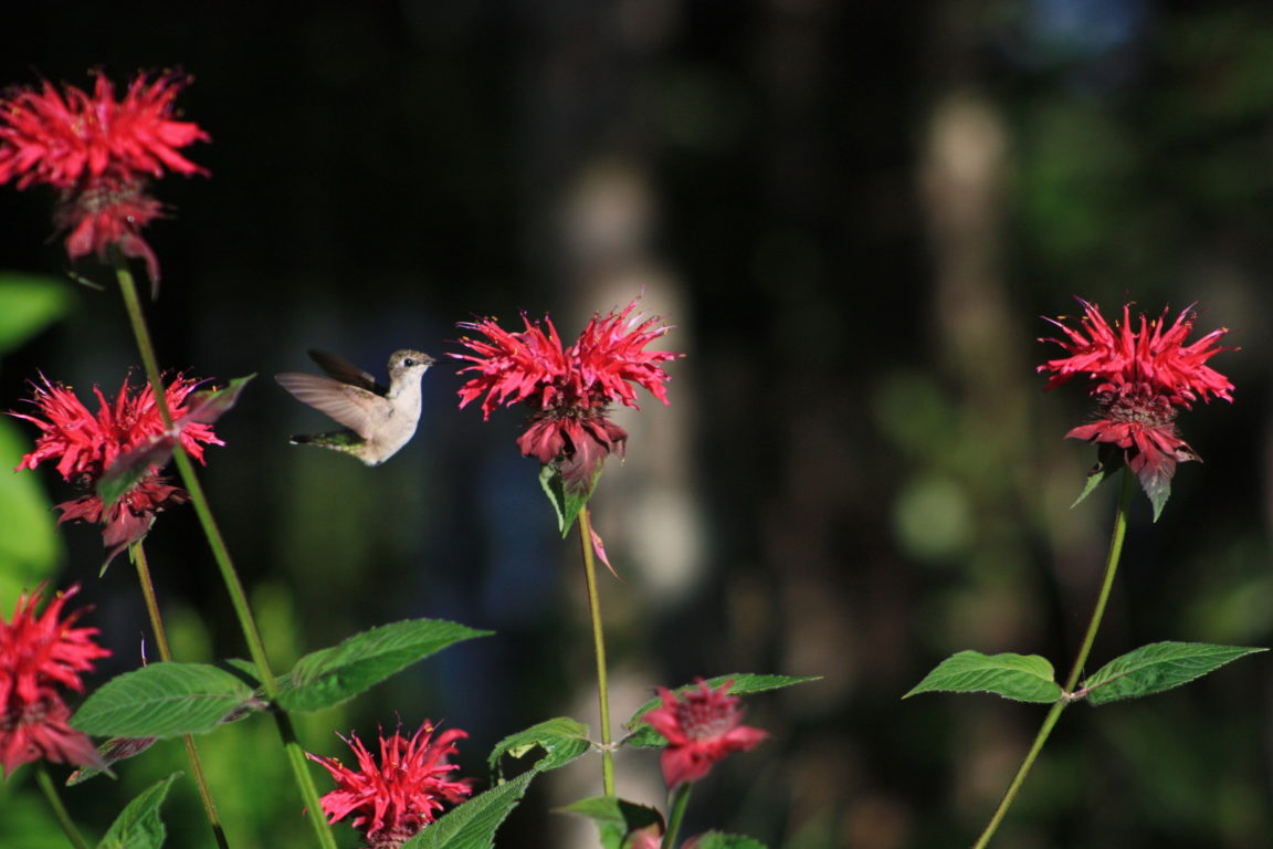 How to Plant, Grow, and Harvest Bee Balm - Monarda