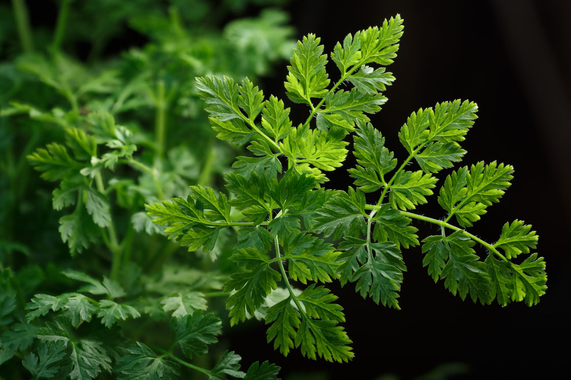 How to Plant, Grow, and Harvest Chervil - Harvest to Table
