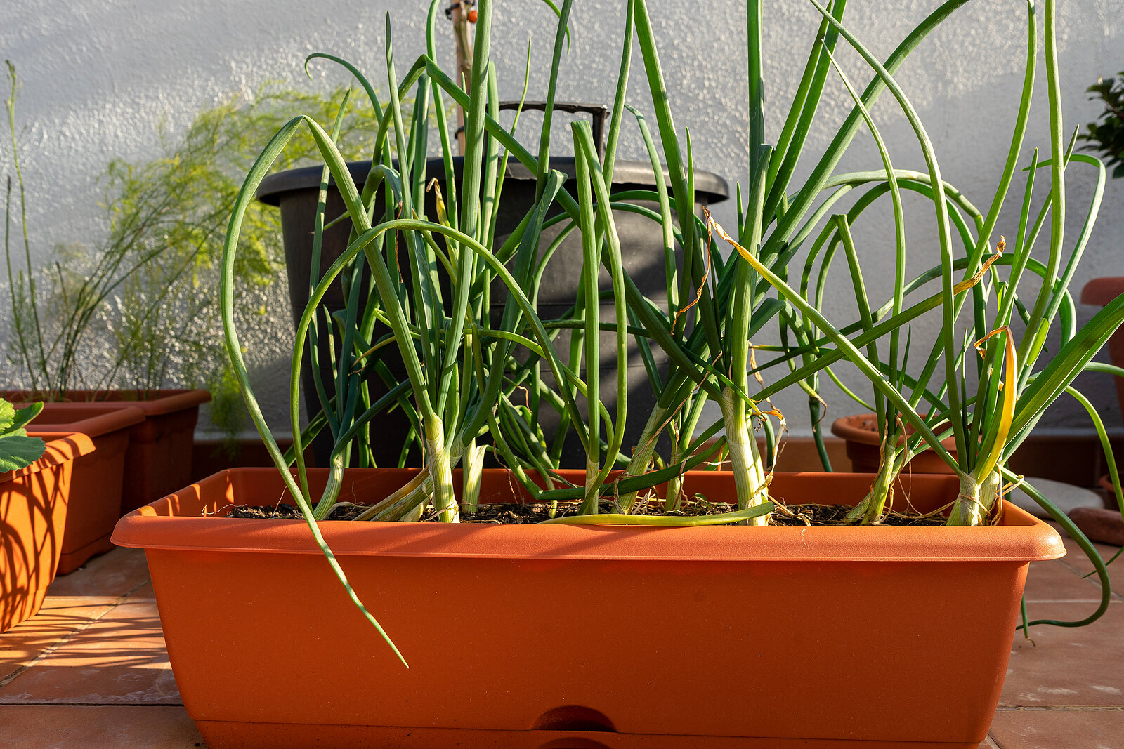 Chives: Planting, Growing, Harvesting Tips and Techniques