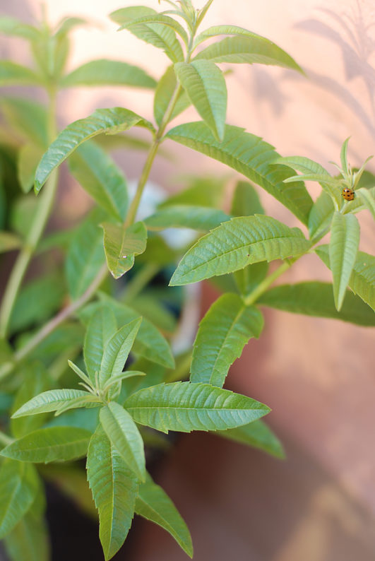 How to Plant, Grow, and Harvest Lemon Verbena - Harvest to Table