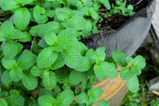 How to Plant, Grow, and Harvest Mint - Harvest to Table