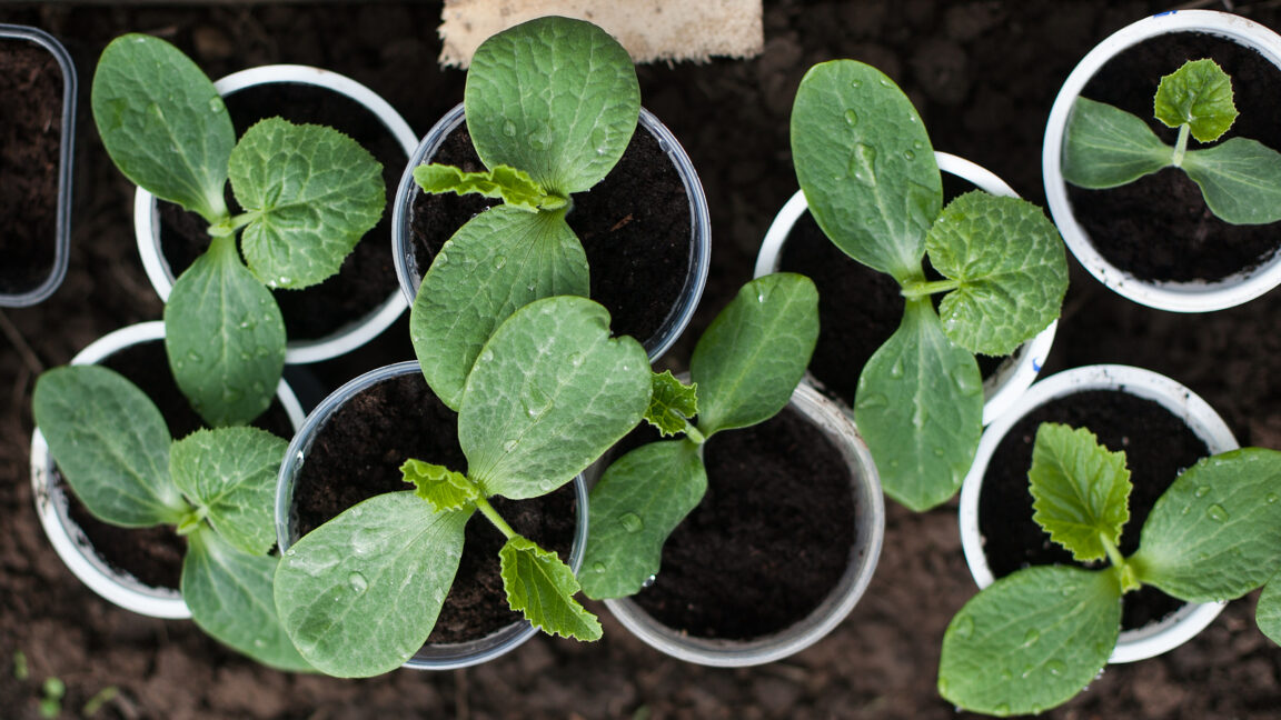Learn How to Start Collards from Seed