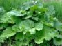 How to Plant and Grow Rhubarb - Harvest to Table
