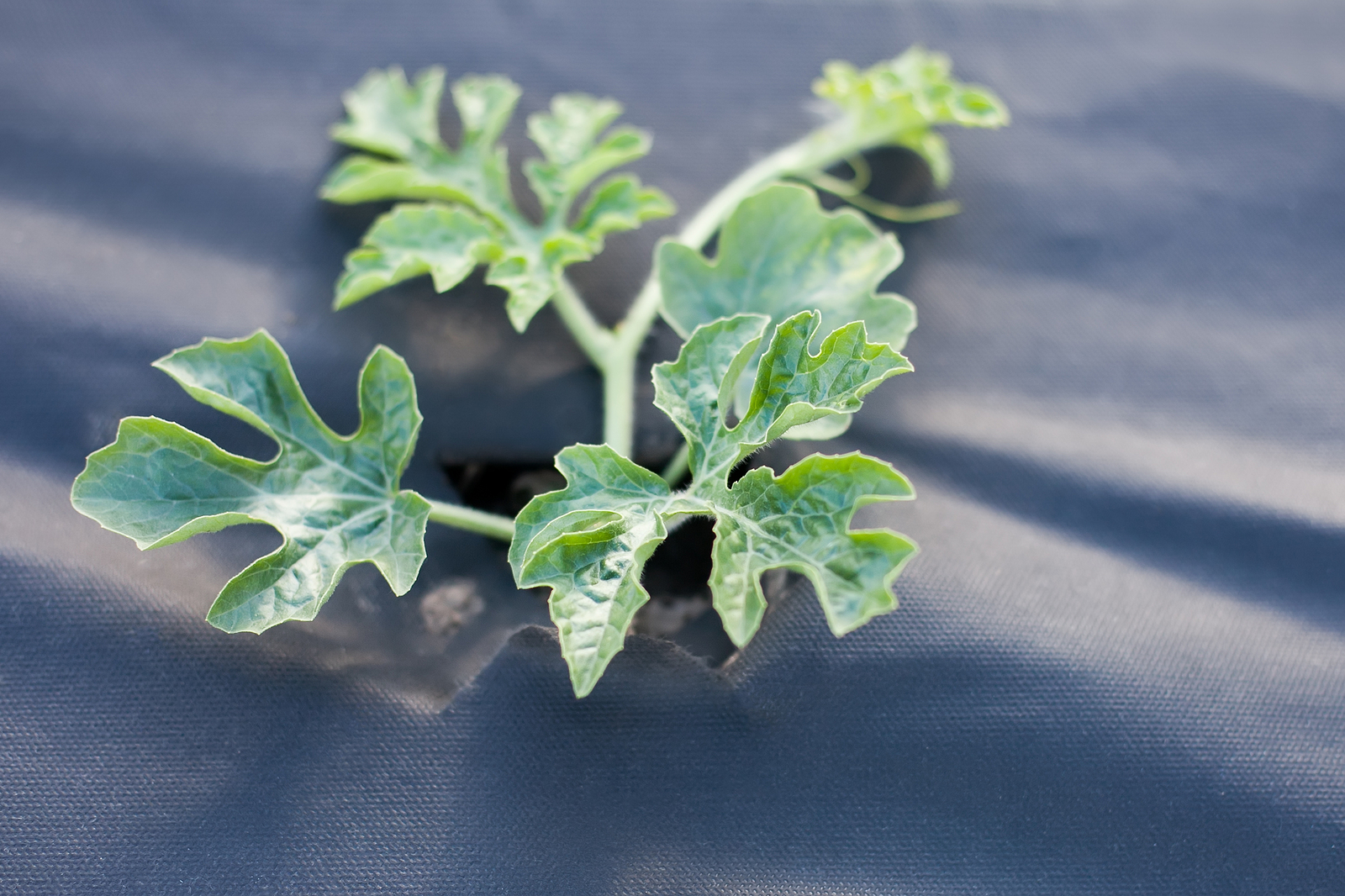 When and How to Start Watermelons: A Seed-Starting Guide