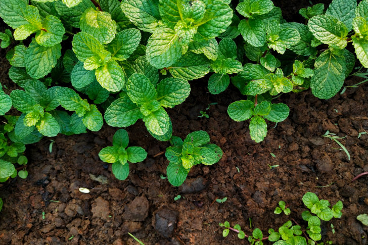 How to Plant, Grow, and Harvest Mint - Harvest to Table