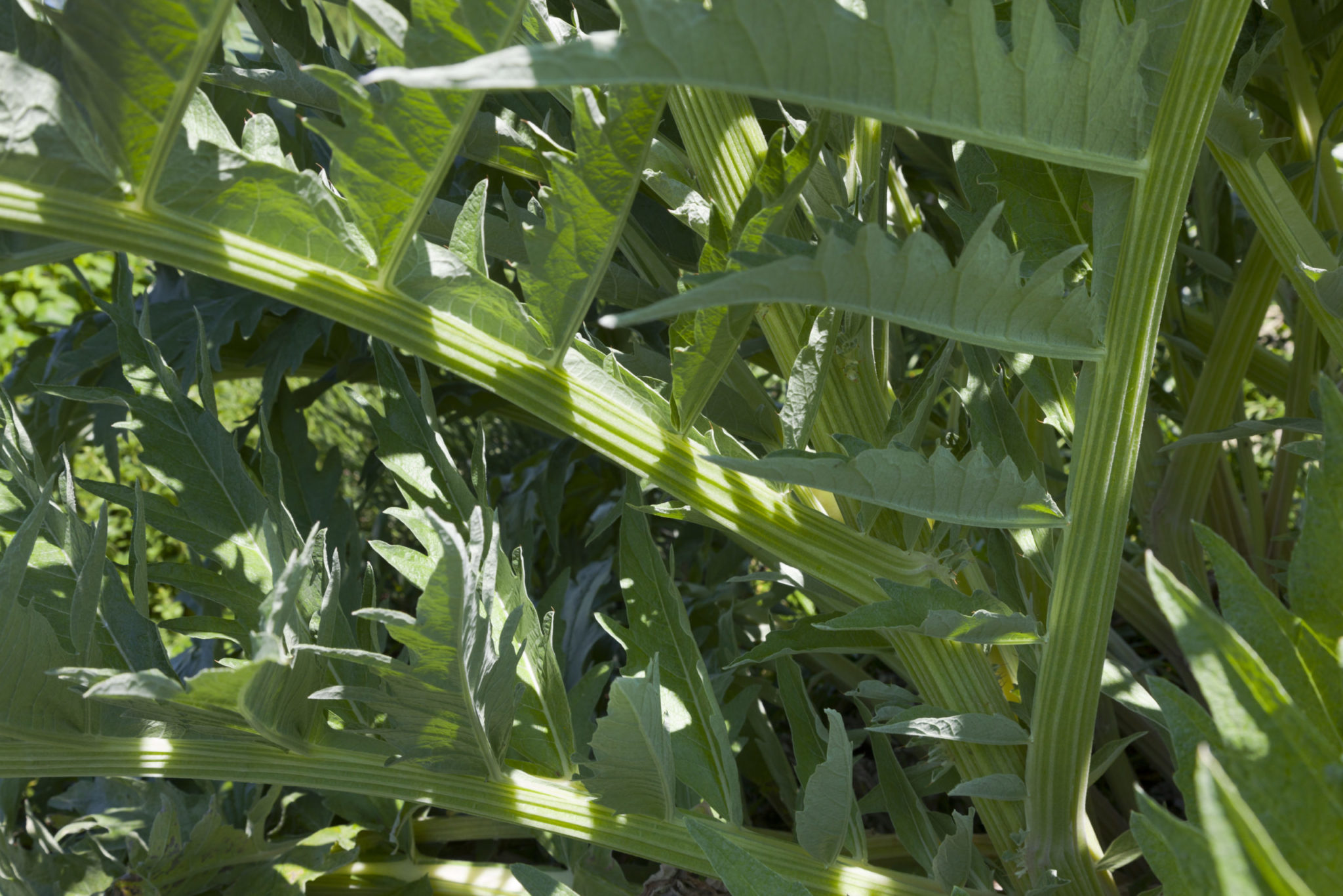 Plant Archives - Harvest to Table
