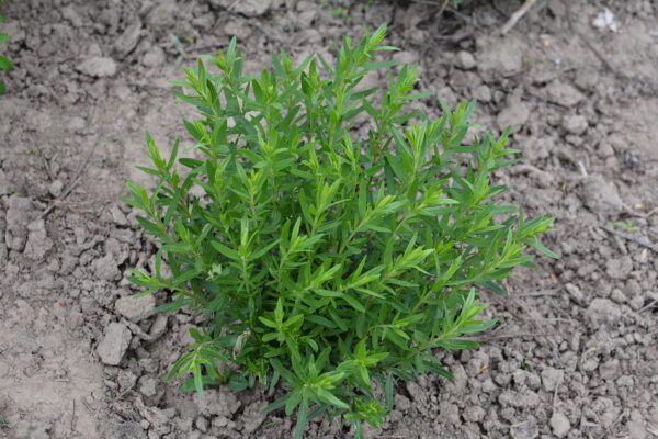 How to Plant, Grow, and Harvest Hyssop - Harvest to Table