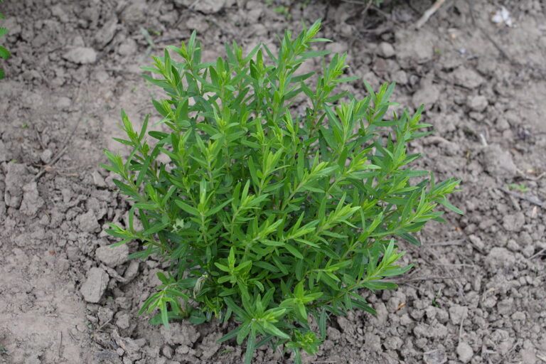 How to Plant, Grow, and Harvest Hyssop - Harvest to Table