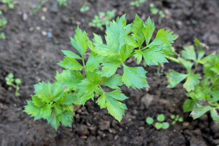 How to Plant, Grow, and Harvest Lovage - Harvest to Table