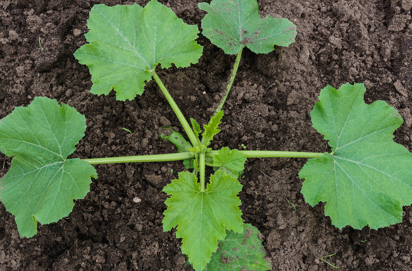 Squash Seed Starting Tips: How to Grow Strong, Healthy Plants