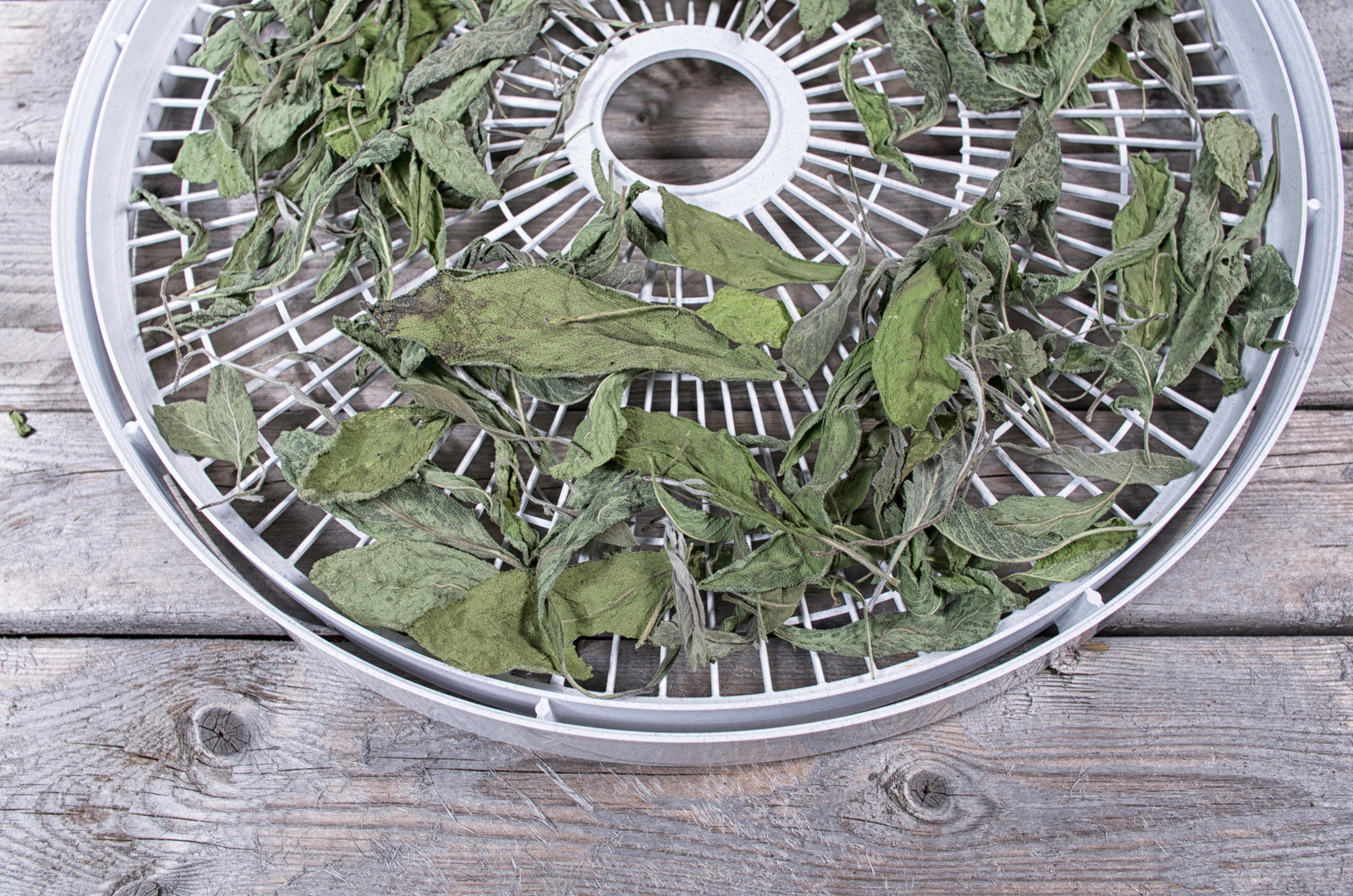 How to Plant, Grow, and Harvest Sage - Harvest to Table