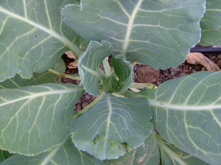 How to Plant and Grow Collards - Harvest to Table