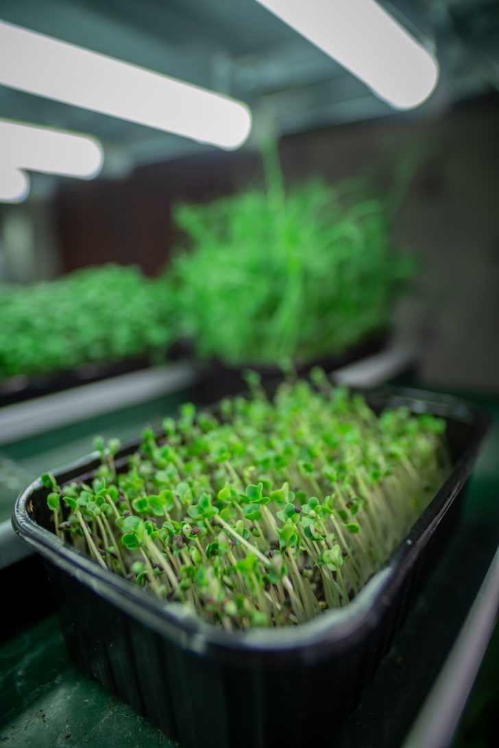 How to Plant, Grow, and Harvest Microgreens -- Harvest to Table