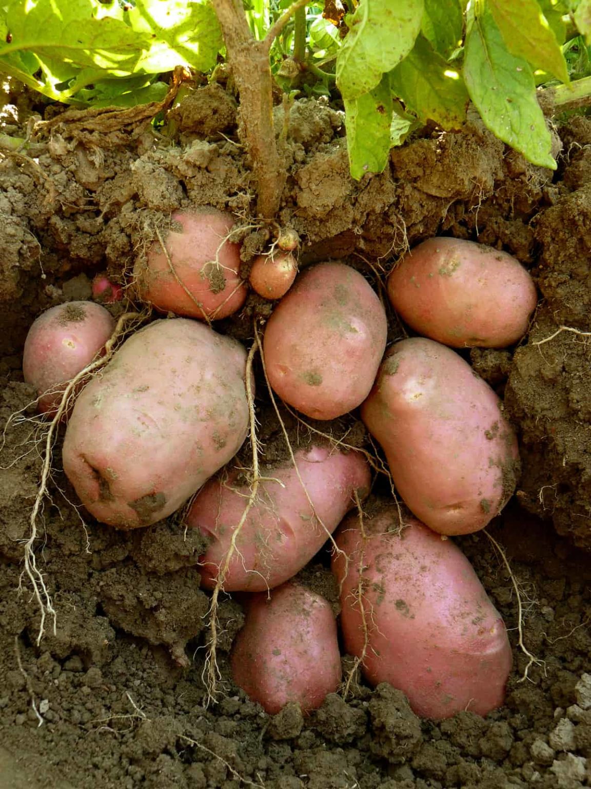 How to Plant, Grow, and Harvest Potatoes - Harvest to Table