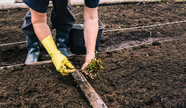 How to Plant, Grow, and Harvest Cranberry Plants-Harvest to Table