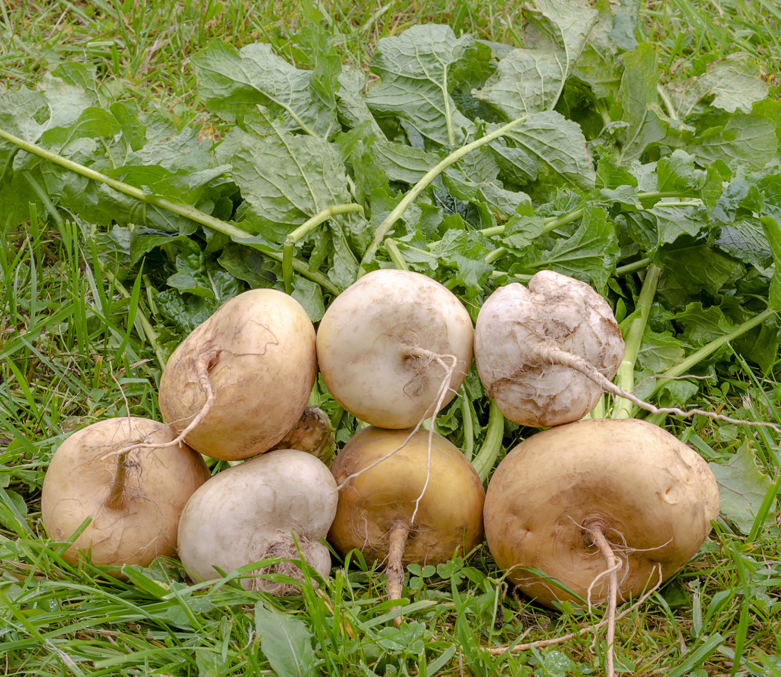 How to Plant and Grow Turnips - Harvest to Table