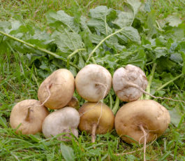 How to Plant and Grow Turnips - Harvest to Table