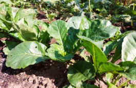 How to Plant and Grow Turnips - Harvest to Table
