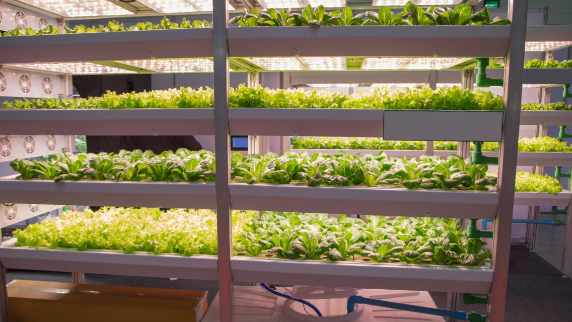 Bean Growing Problems and Solutions
