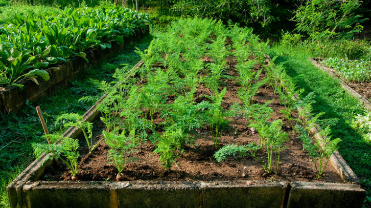 Intensive Planting in the Vegetable Garden - Harvest to Table