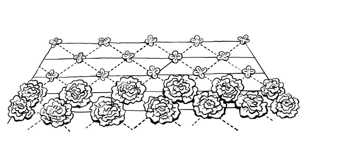 Vegetable Crop Yields, Plants Per Person Estimator