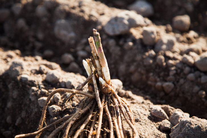 How to Plant Asparagus