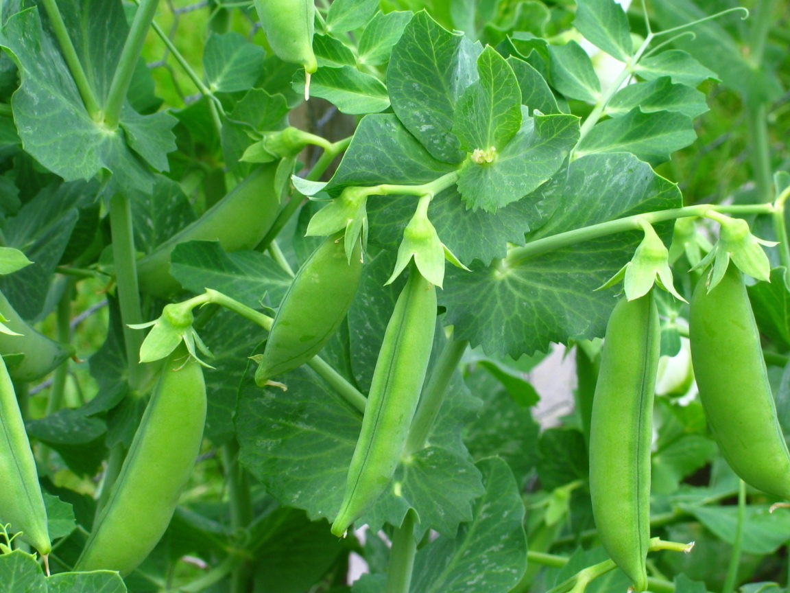 How to Plant and Grow Peas - Harvest to Table