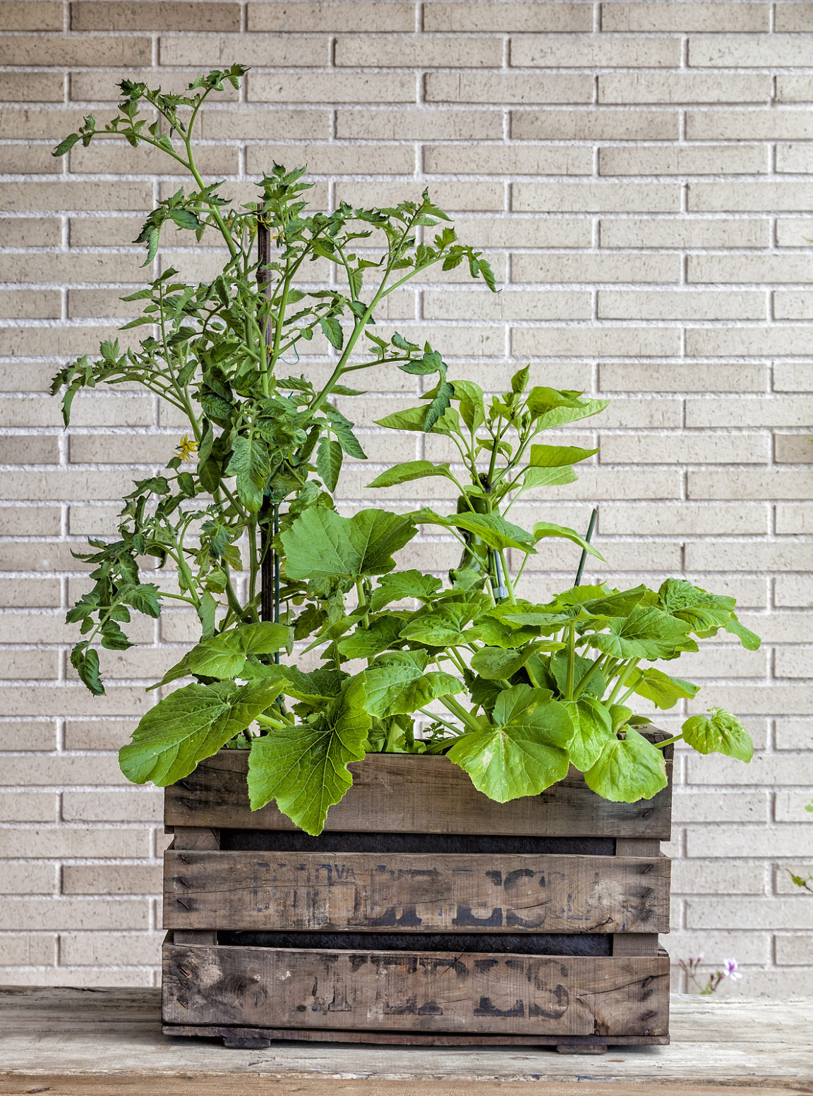 7 Tips for Grow Peppers in Pots -- Harvest to Table