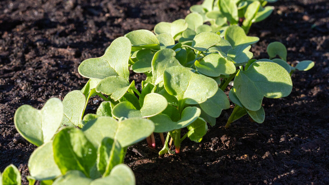 How to Grow Parsnips From Seed