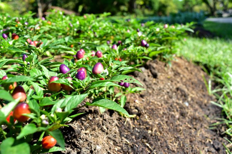 Six Tips to Grow Peppers for Flavor -- Harvest to Table