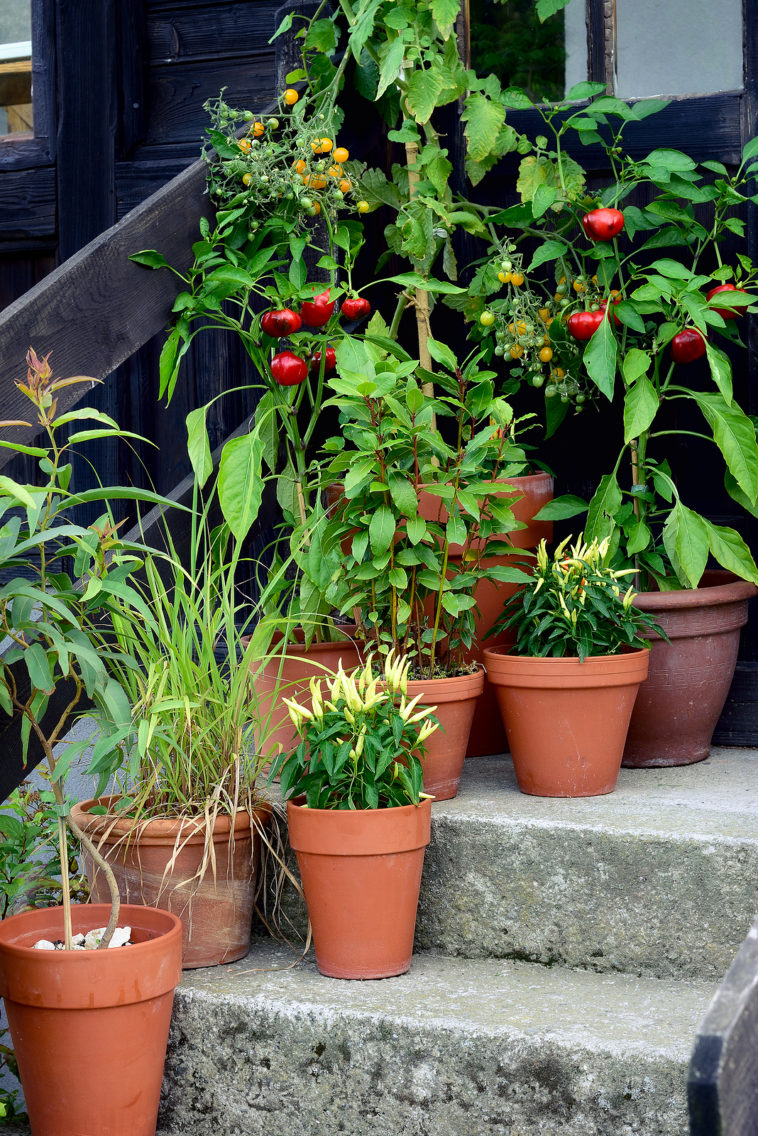 7 Tips for Grow Peppers in Pots -- Harvest to Table