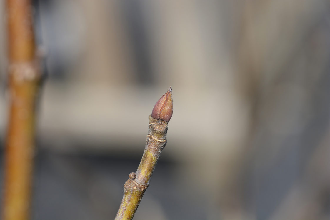 Home Fruit Garden Maintenance Calendar --Harvest to Table