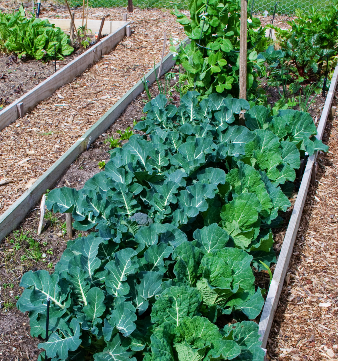 How to Plant and Grow Broccoli - Harvest to Table
