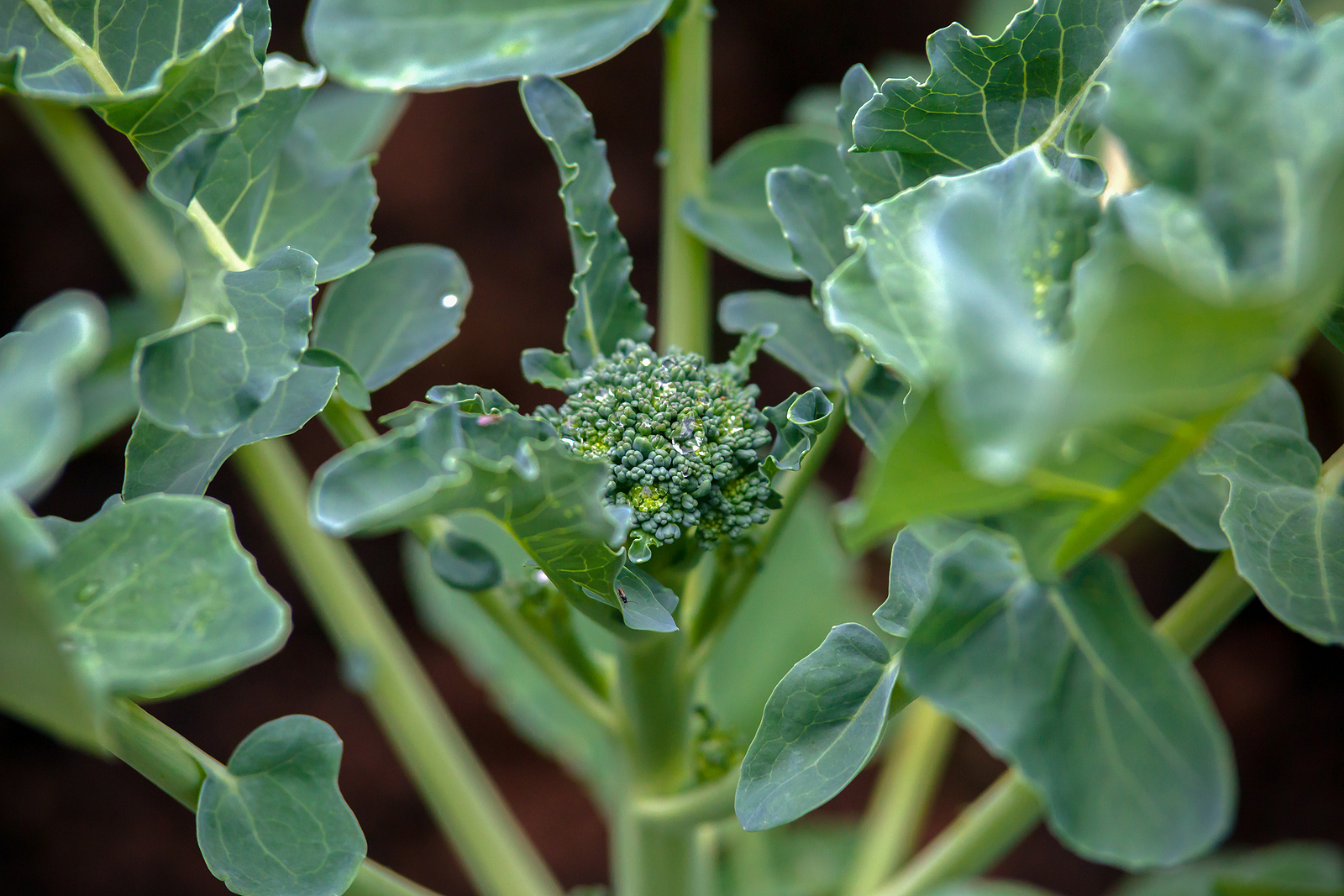 Ultimate Broccoli Growing Guide from Seed to Harvest