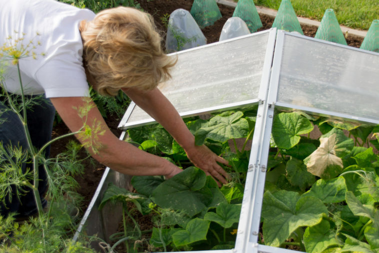 How to Make a Cold Frame -- Harvest to Table
