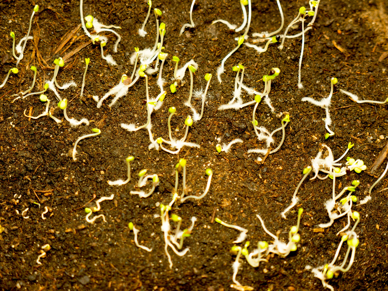 Seed and Seedling Failure Troubleshooting -- Harvest to Table