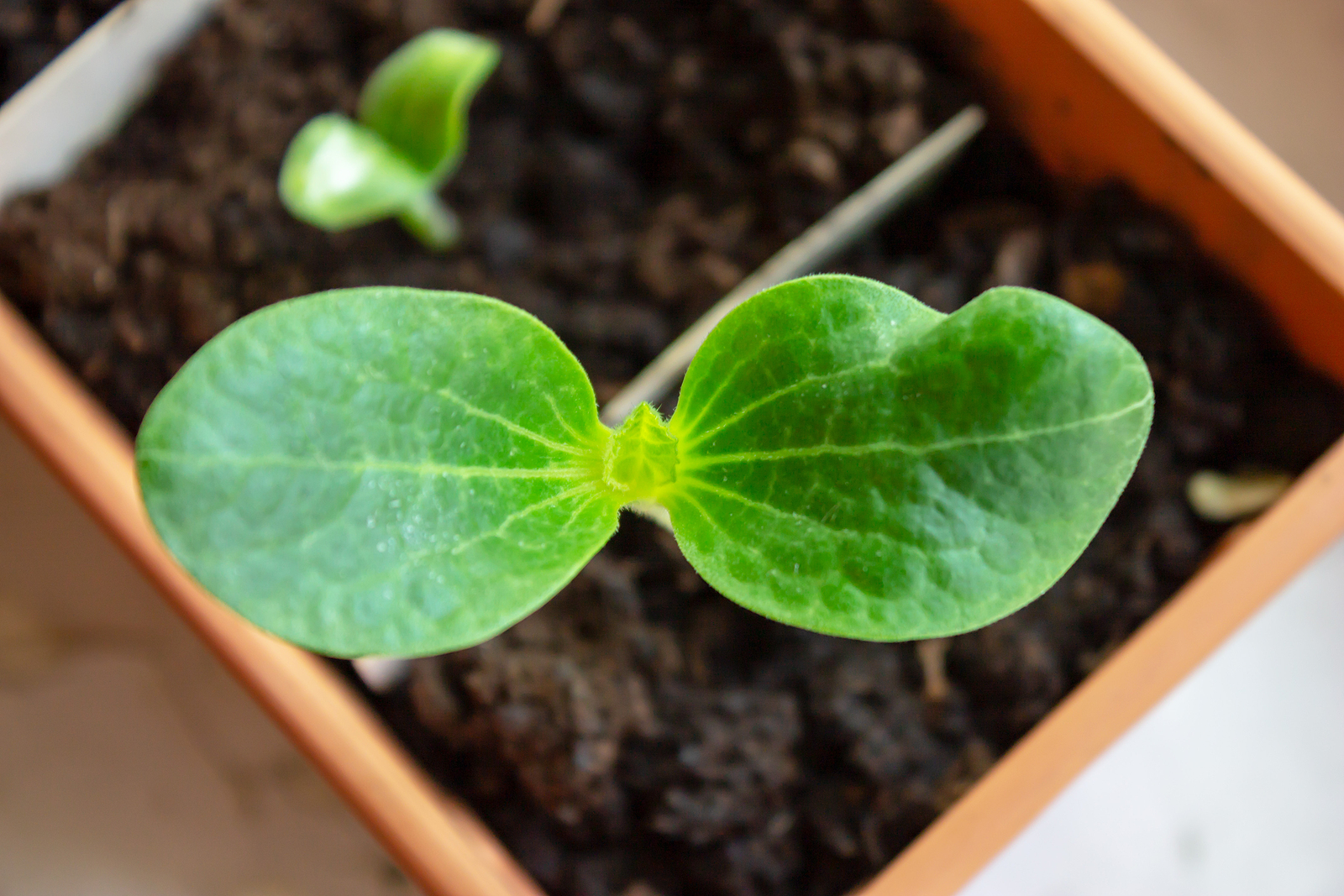 Squash Seed Starting Tips: How to Grow Strong, Healthy Plants