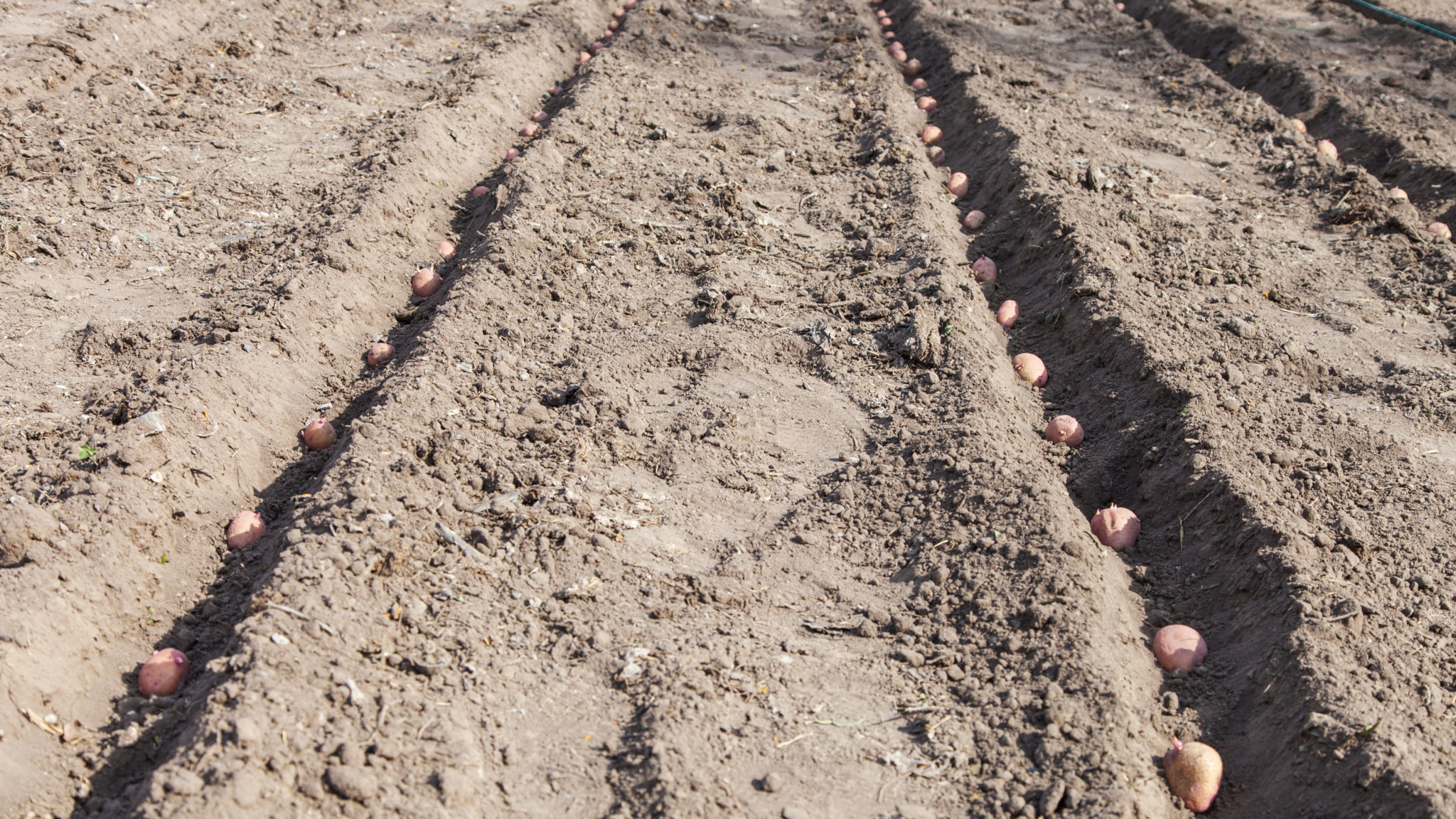 How to Plant, Grow, and Harvest Potatoes - Harvest to Table