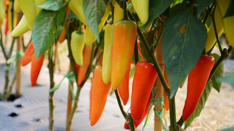 Five Ways to Cook and Serve Chili Peppers -- Harvest to Table
