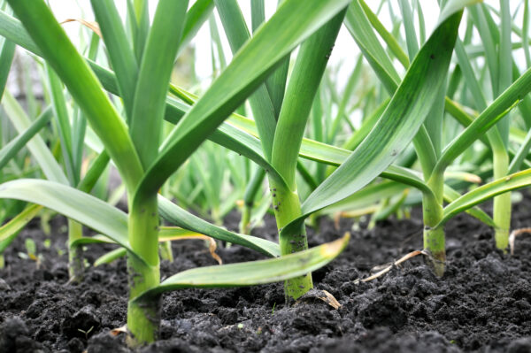The Ultimate Garlic Growing Guide: From Seed to Harvest