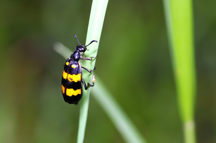 Common Vegetable Garden Insect Pests -- Harvest to Table