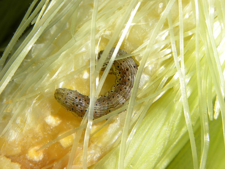 Corn Earworm Organic Pest Control - Harvest to Table