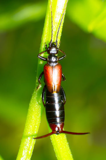 Earwig Organic Pest Control